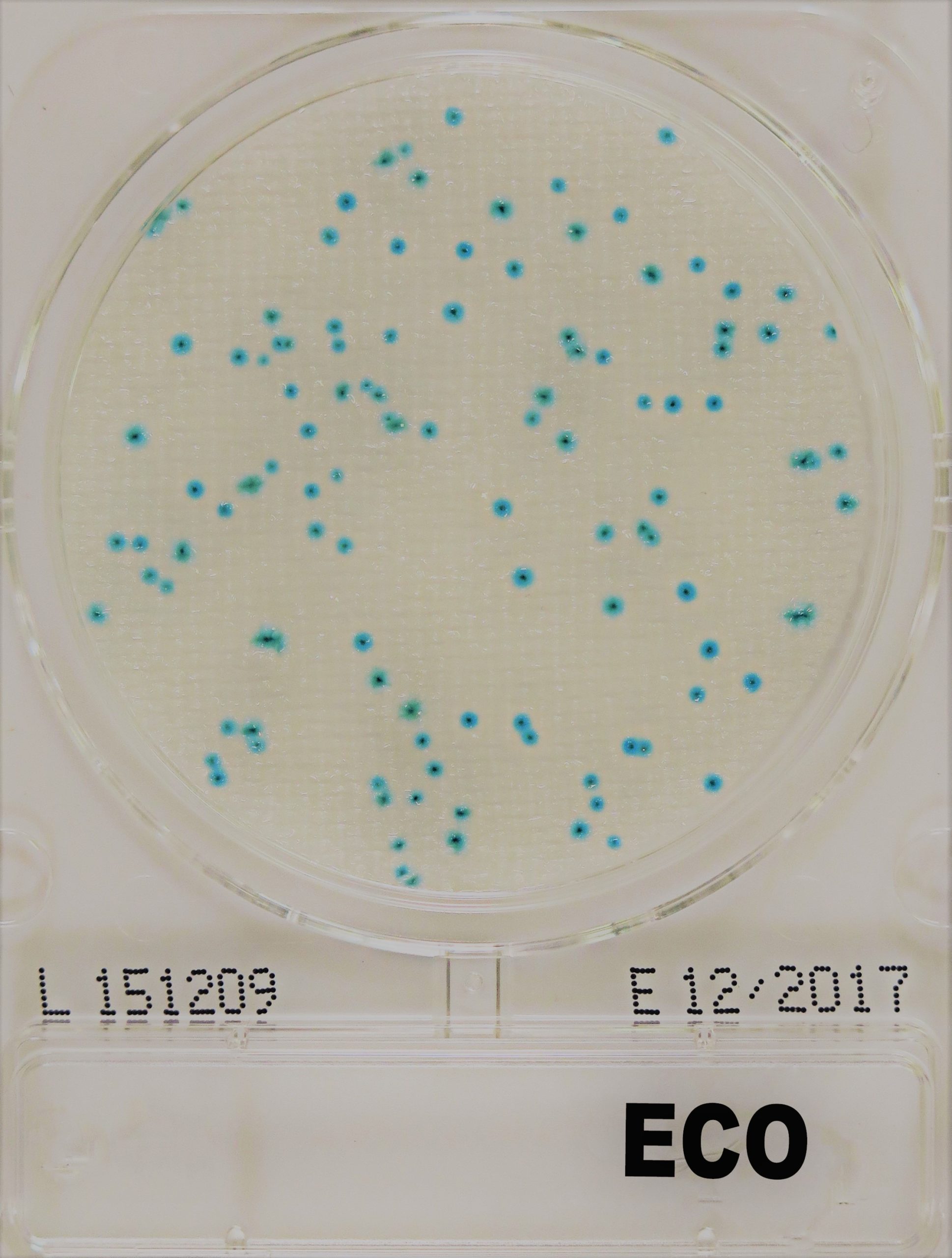 E.coli - Stort utvalg produkter - mikrobiologi - Impex